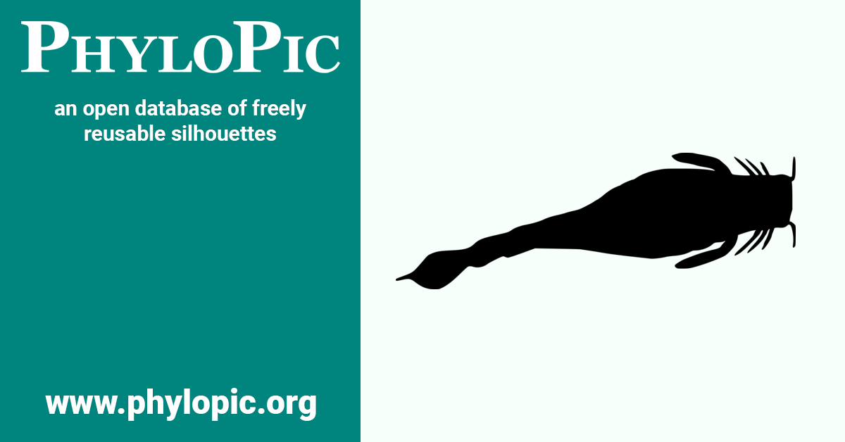 Slimonia acuminata by Will Toosey (CC BY 4.0) - PhyloPic