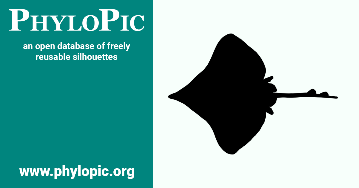 Dipturus trachydermus by Ignacio Contreras (CC BY 3.0) - PhyloPic