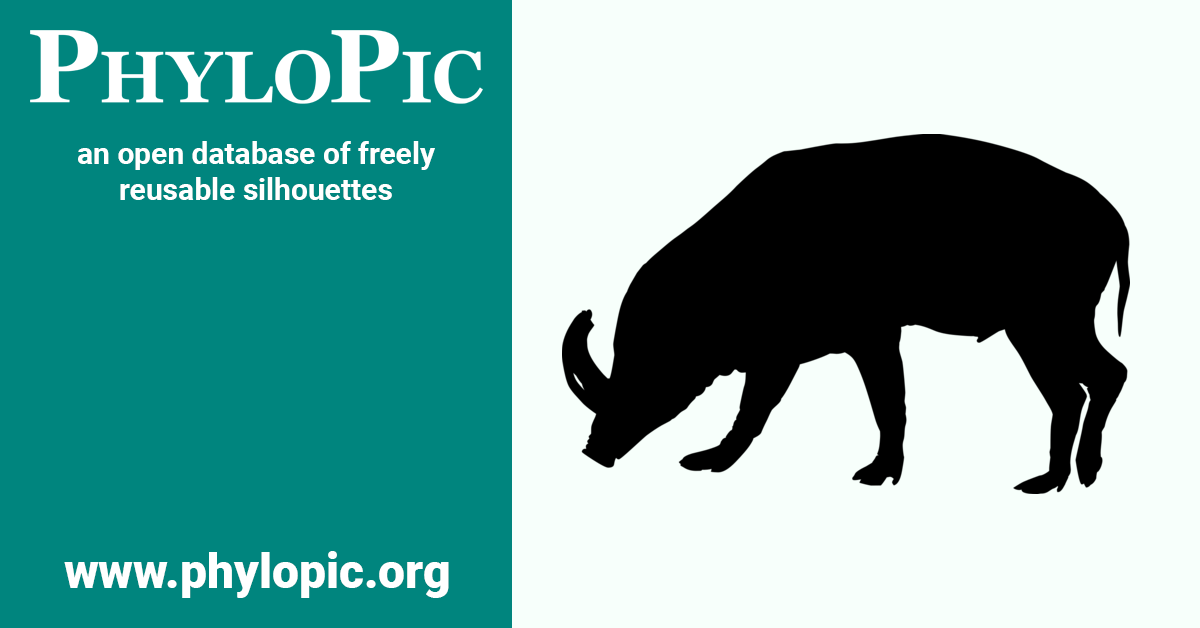 Suidae - PhyloPic
