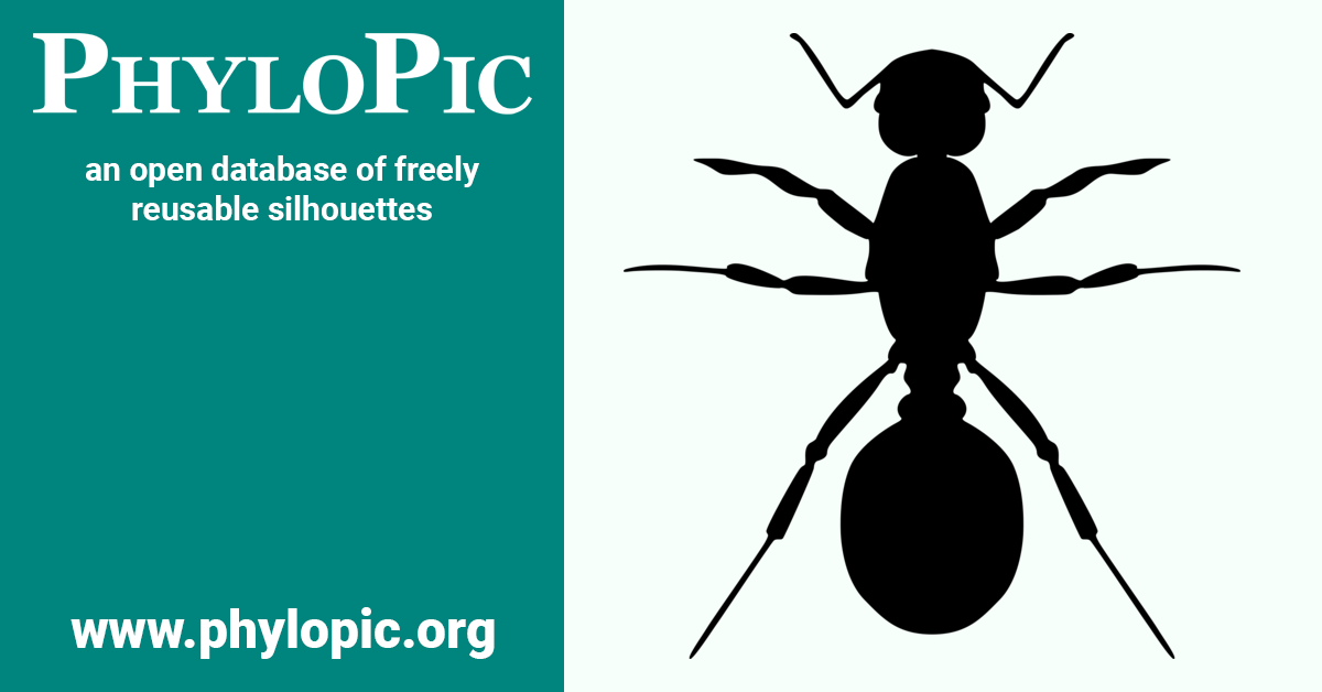 Doryloformicia - PhyloPic