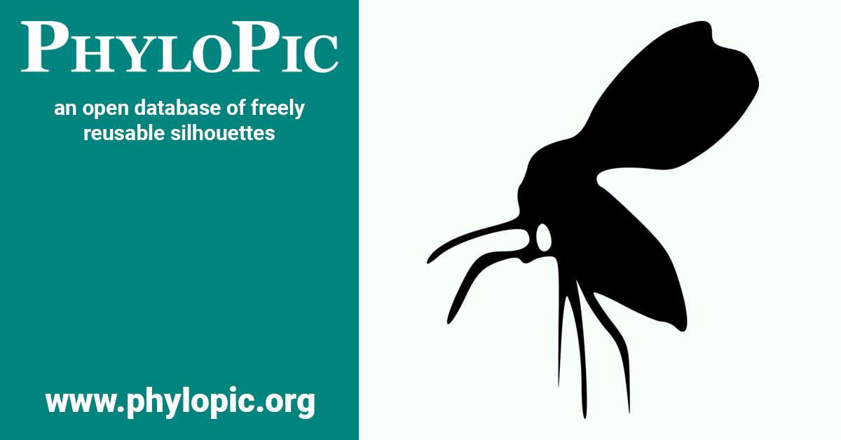 Phlebotomus perniciosus by Jesus Barbero-Moyano (CC0 1.0) - PhyloPic