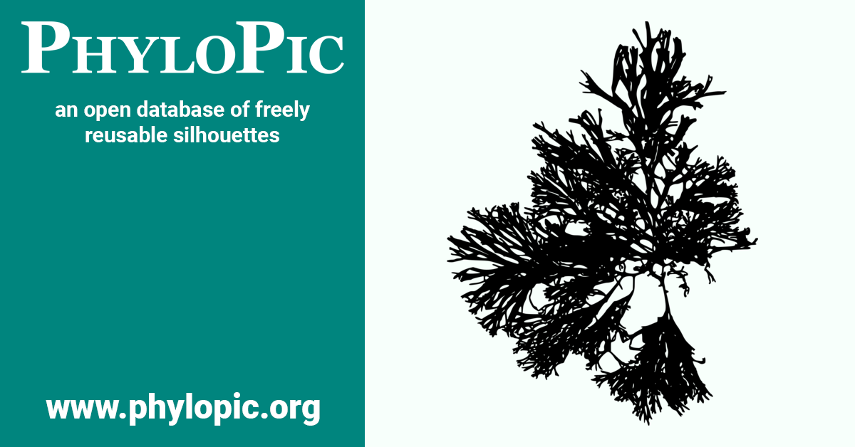 Rhodymeniaceae - PhyloPic