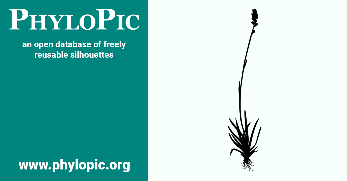 Tofieldia calyculata (CC0 1.0) - PhyloPic