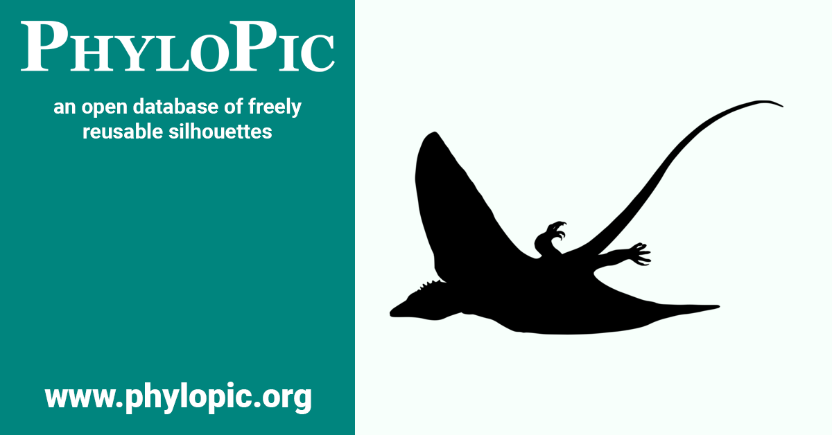 Weigeltisauridae - PhyloPic