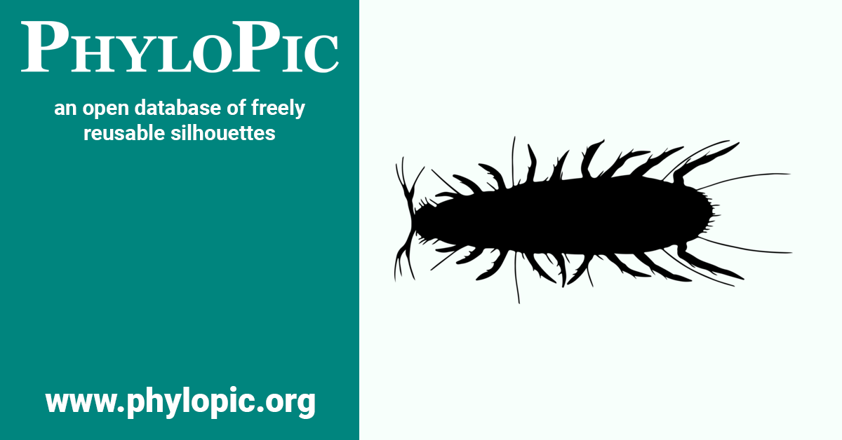 Pauropus huxleyi by Gemma Martínez-Redondo (CC0 1.0) - PhyloPic