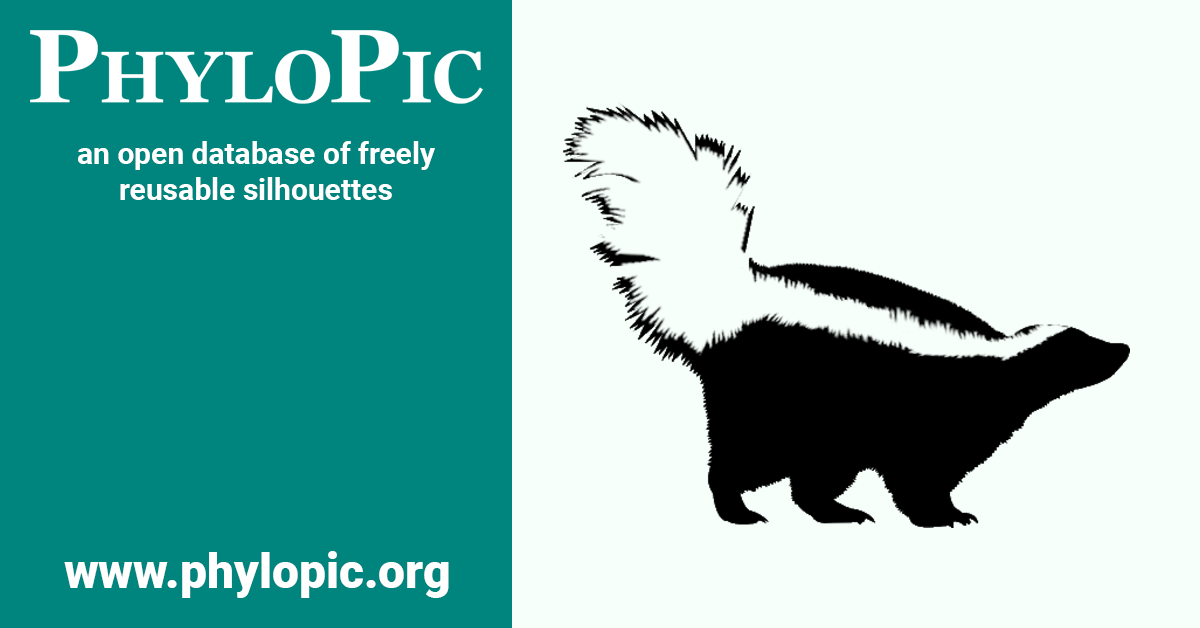 Conepatus chinga by José Infante (PDM 1.0) - PhyloPic