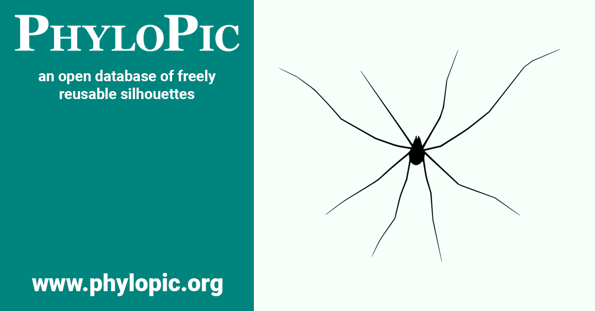 Phalangium opilio (CC0 1.0) - PhyloPic