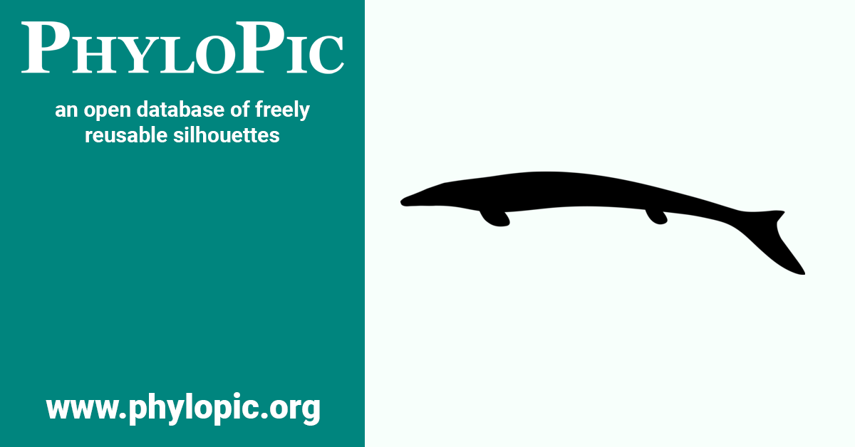 Clidastes propython by Cy Marchant (CC BY 4.0) - PhyloPic