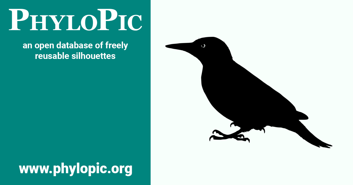 Picus - PhyloPic