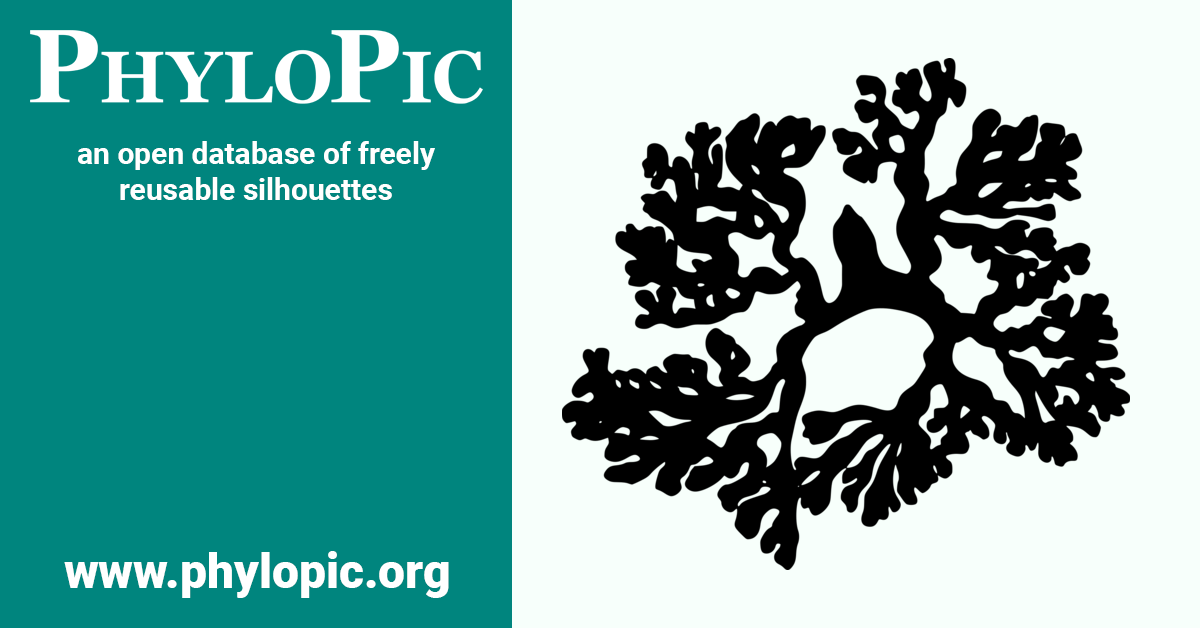 Dendrogaster dichotoma (CC0 1.0) - PhyloPic