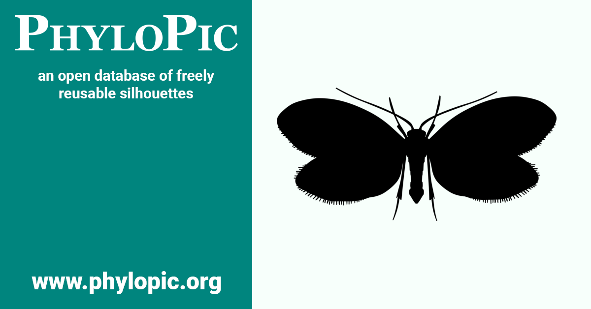 Neopseustis calliglauca (PDM 1.0) - PhyloPic