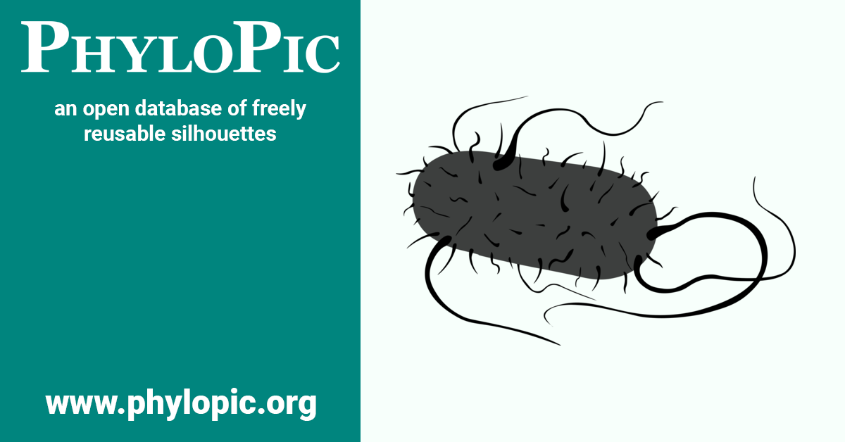 Salmonella enterica (CC0 1.0) - PhyloPic