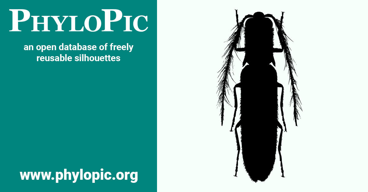 Sinopyrophorus schimmeli by W. X. Bi, J.-W. He, C.-C. Chen, R. Kundrata ...