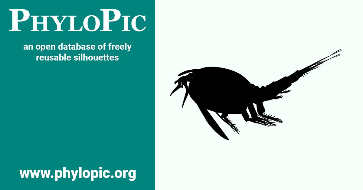 Nebalia bipes by Hans Hillewaert (CC BY-SA 3.0) - PhyloPic