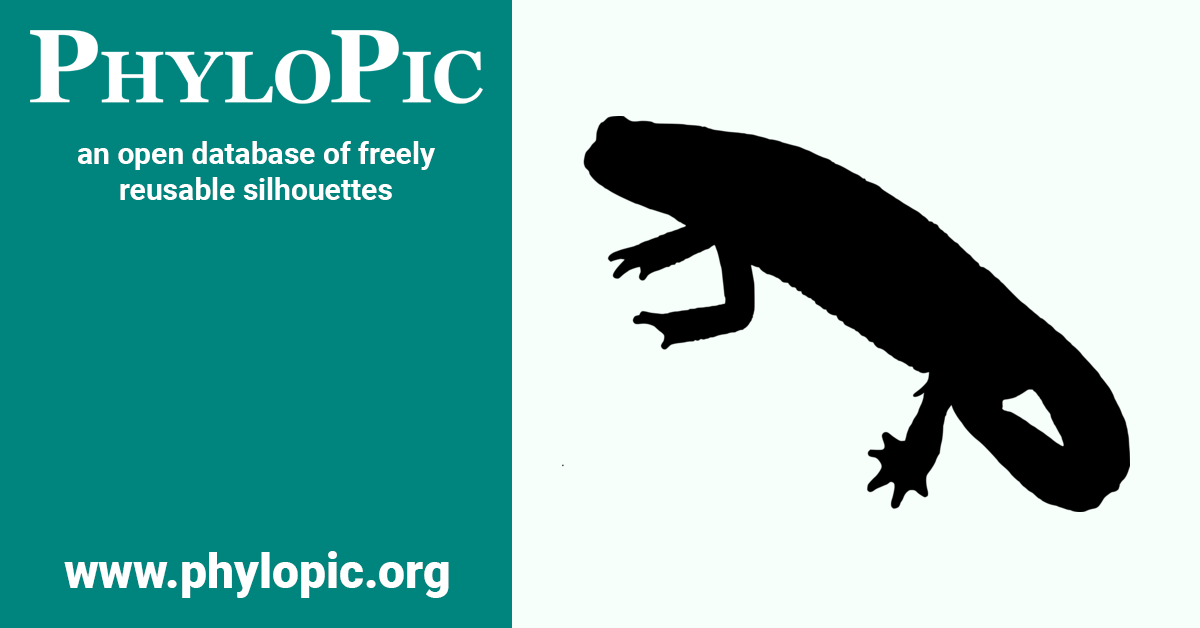 Cynops - PhyloPic