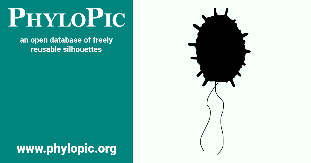 Coccolithales - PhyloPic