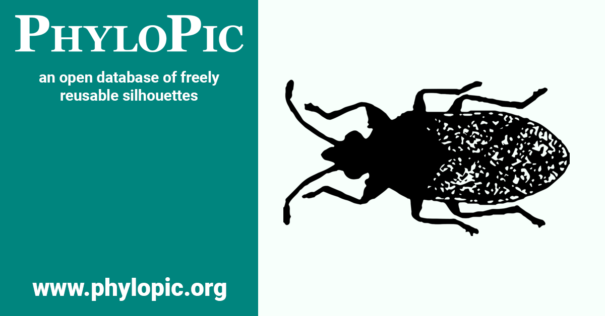 Heteroptera - PhyloPic