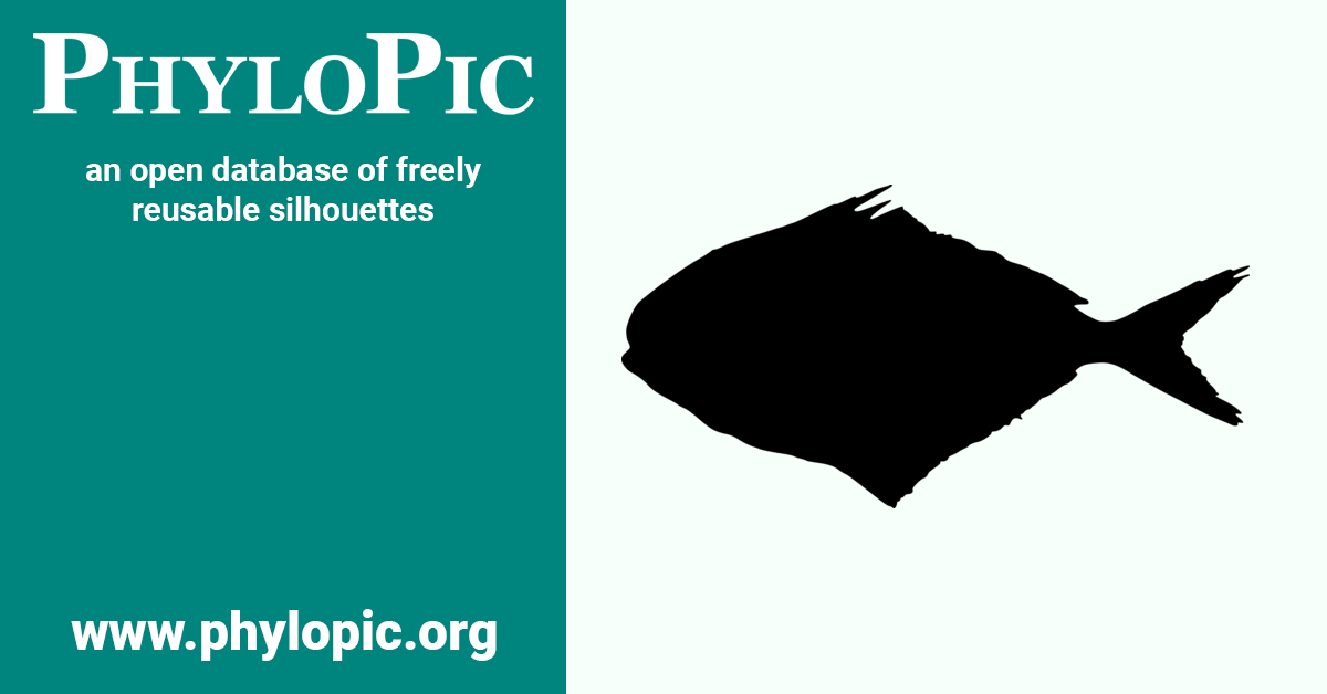 Peprilus triacanthus by Nathan Hermann (CC0 1.0) - PhyloPic