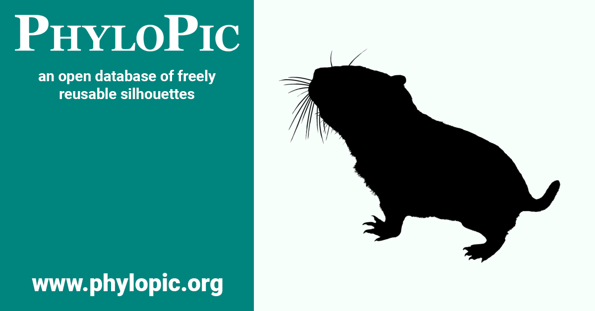 Spalacopus cyanus by Kai R. Caspar (CC BY 3.0) - PhyloPic