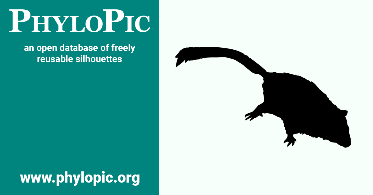 Acrobates - PhyloPic