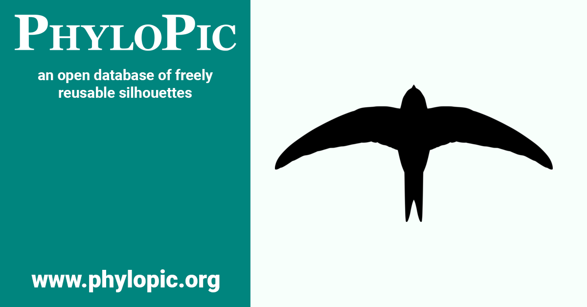 Apus apus by Andy Wilson (CC0 1.0) - PhyloPic