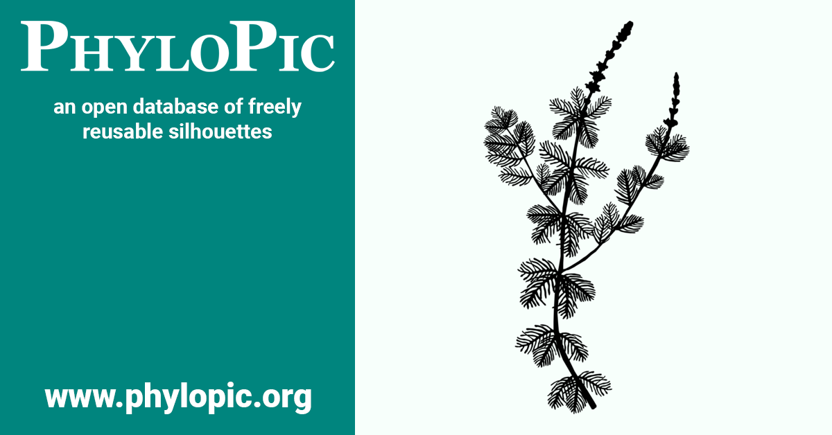 Haloragaceae - PhyloPic