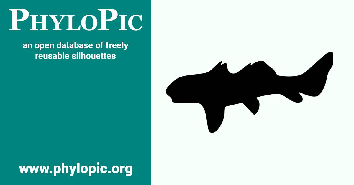 Anachronistidae - PhyloPic