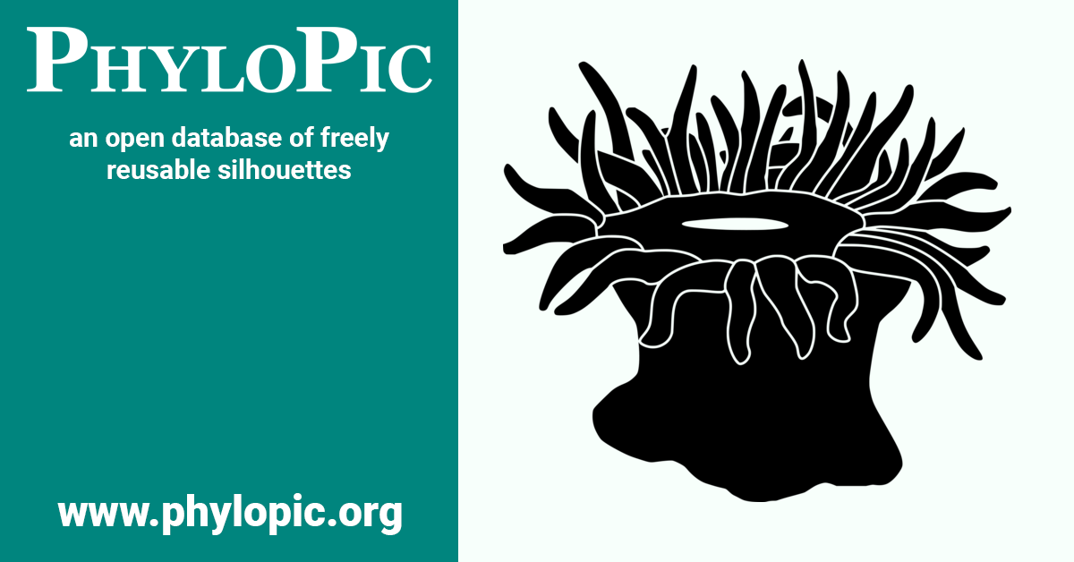 Actinia equina by Guillaume Dera and Kurtis Wothe (CC0 1.0) - PhyloPic