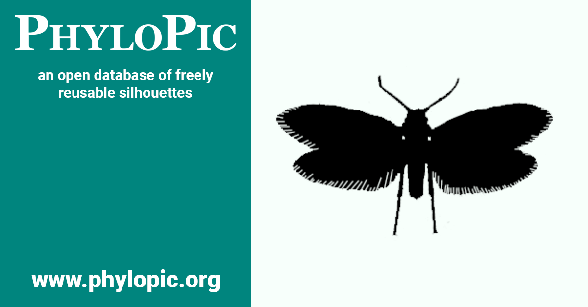 Lepidoptera - PhyloPic