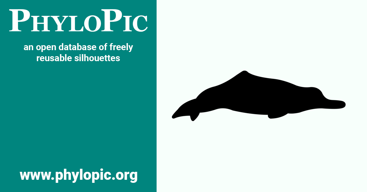 Lipotes vexillifer by Chris huh (CC BY-SA 3.0) - PhyloPic