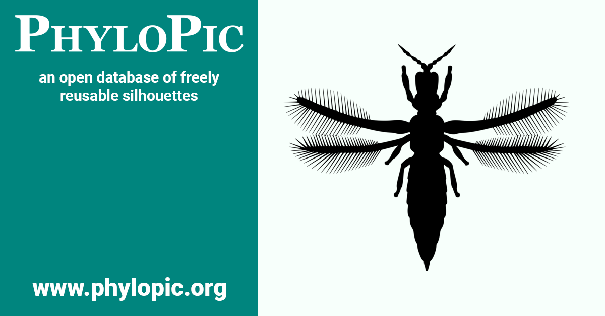 Thysanoptera (CC0 1.0) - PhyloPic