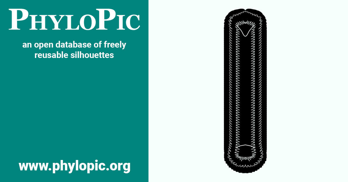 Halkieria - PhyloPic