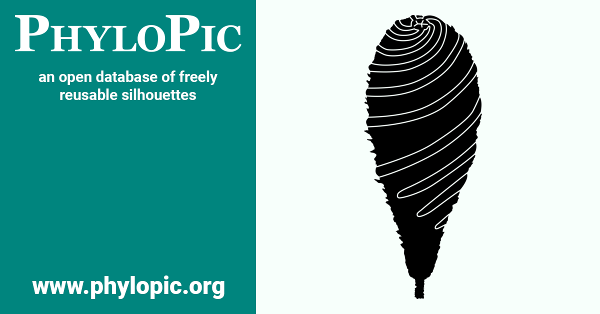 Helicocystis moroccoensis by Martin R. Smith, after Smith & Zamora 2013 ...