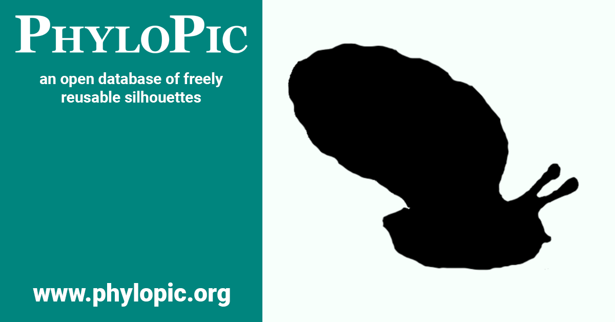 Pupilla muscorum by Michal Maňas (CC BY 4.0) - PhyloPic