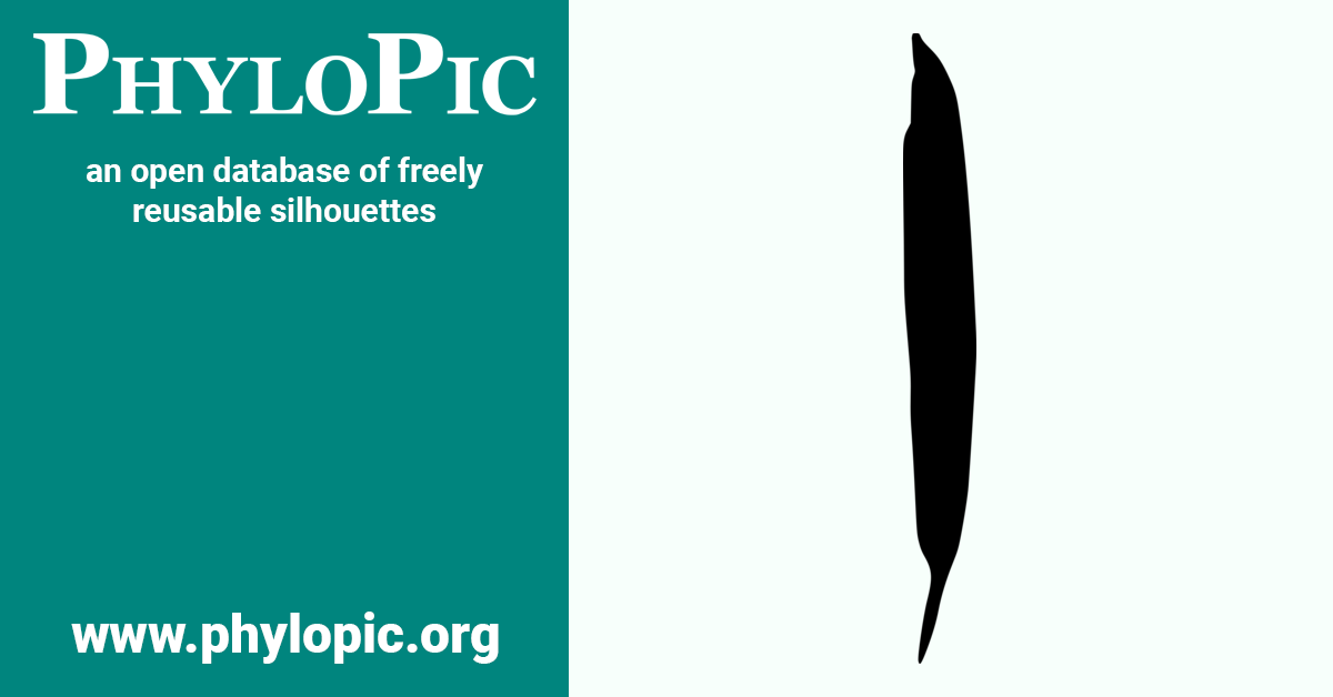 Asymmetron lucayanum (CC0 1.0) - PhyloPic