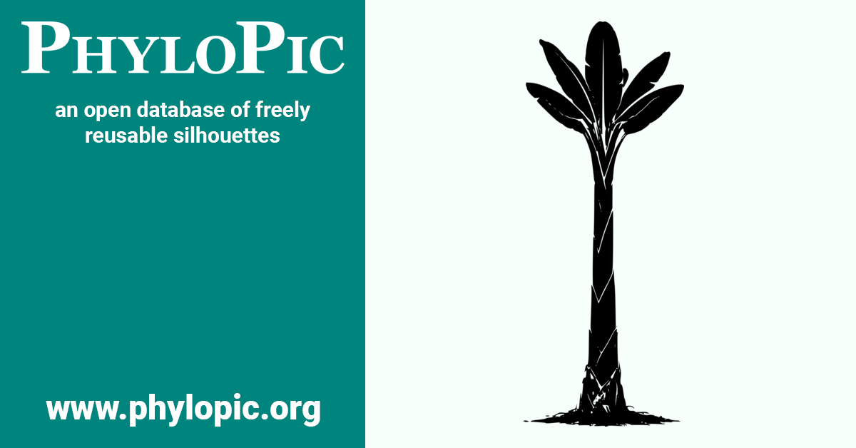 Ensete ventricosum (CC0 1.0) - PhyloPic