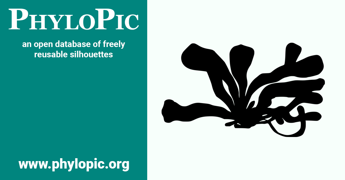 Prasiola stipitata (CC0 1.0) - PhyloPic