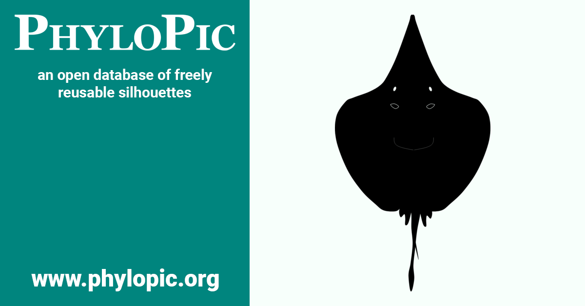 Hexatrygon bickelli by M Kolmann (CC0 1.0) - PhyloPic