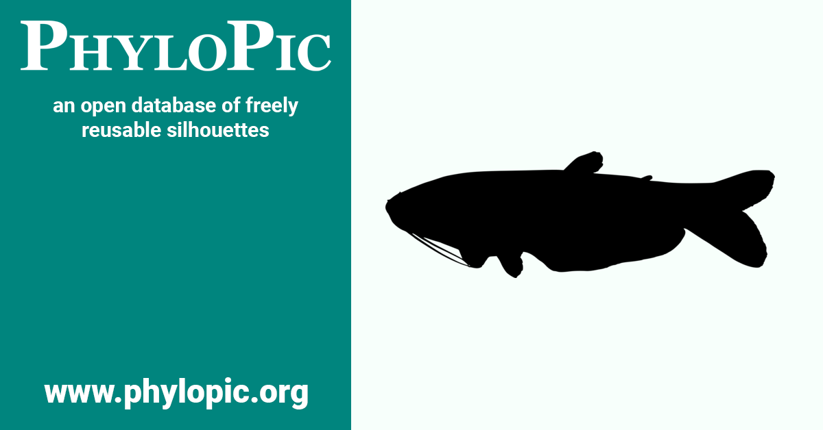 Helogenes marmoratus by Jonathan (Jon) Armbruster (CC BY 4.0) - PhyloPic