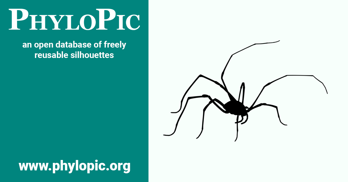 Opiliones - PhyloPic