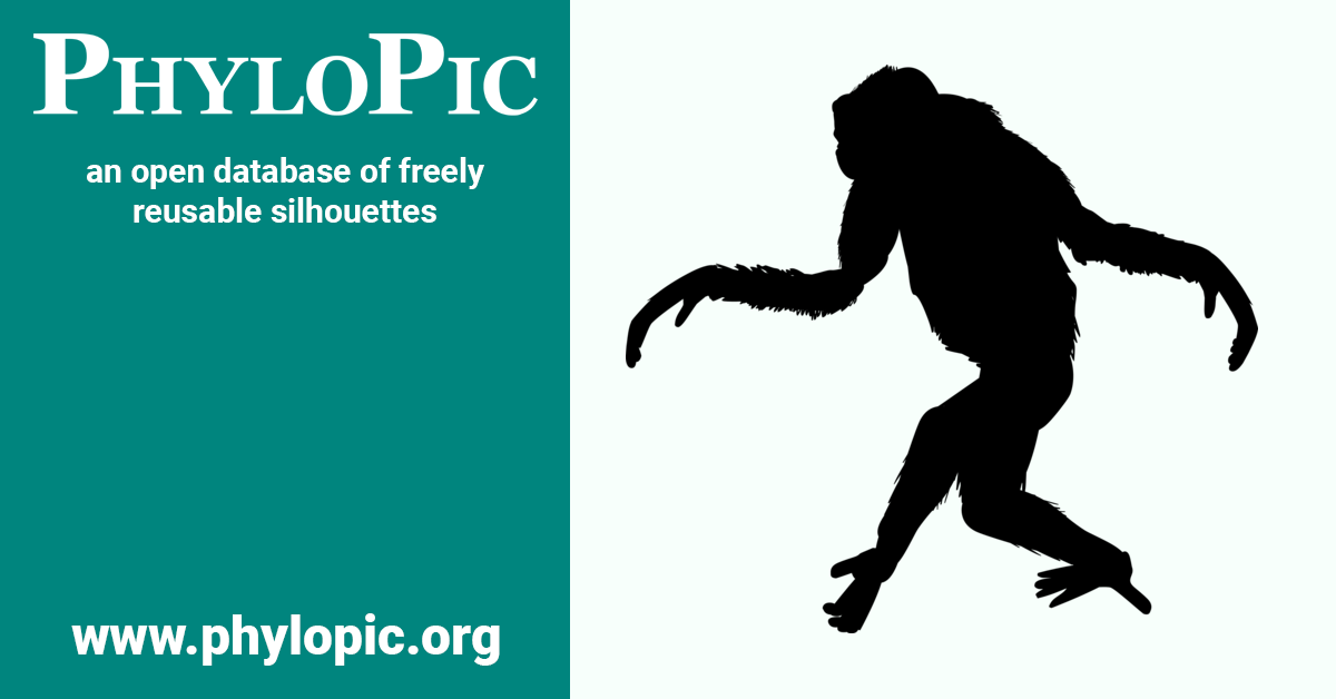 Oreopithecus bambolii by T. Michael Keesey (CC0 1.0) - PhyloPic