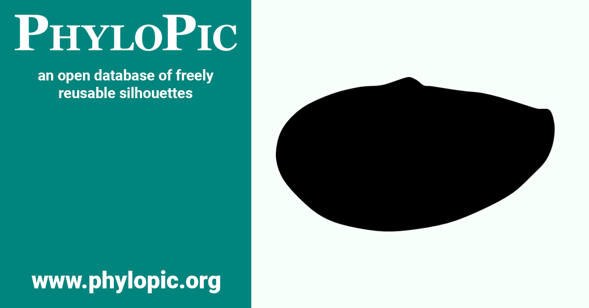 Yoldia limatula by Katie S. Collins (CC0 1.0) - PhyloPic