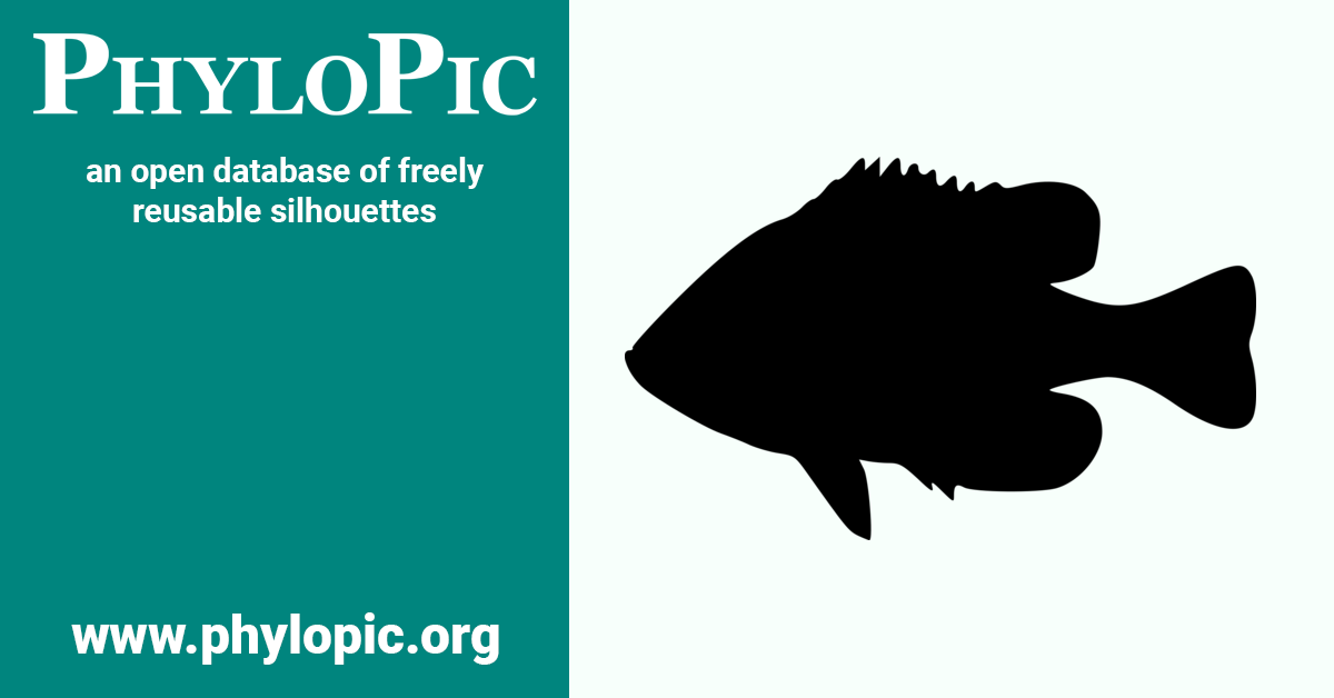 Lepomis gibbosus by Carlos Cano-Barbacil (CC0 1.0) - PhyloPic