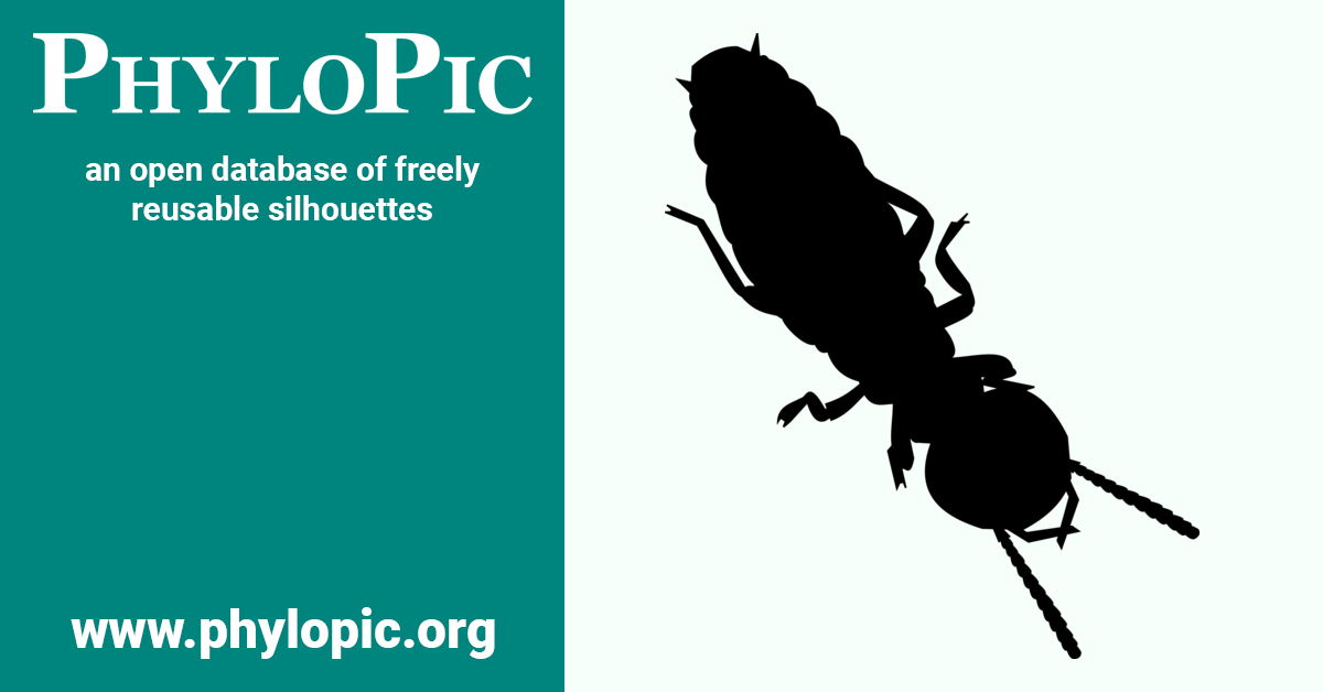 Coptotermes formosanus by Melissa Broussard (CC BY 3.0) - PhyloPic