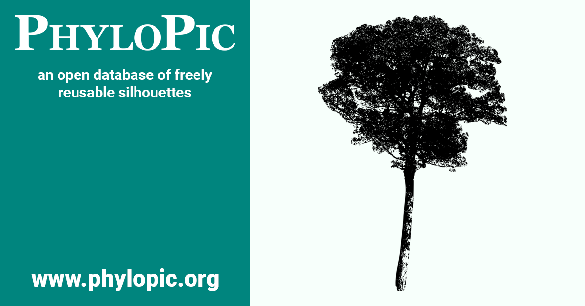 Calophyllum austroindicum (PDM 1.0) - PhyloPic