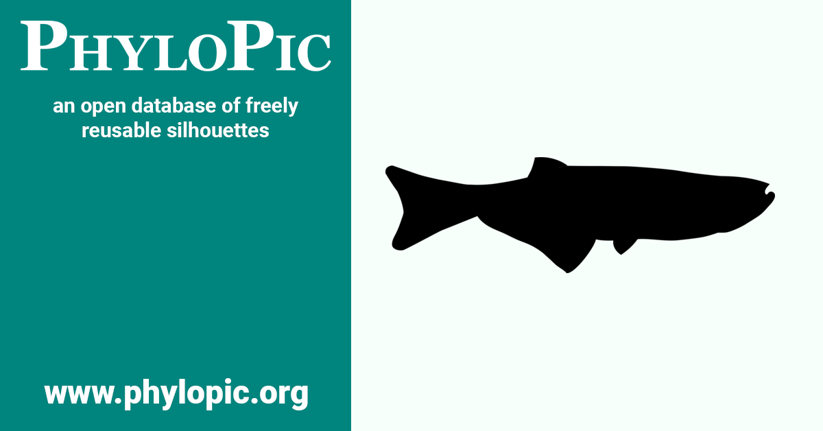 Denticeps clupeoides by Emma Glenn (PDM 1.0) - PhyloPic