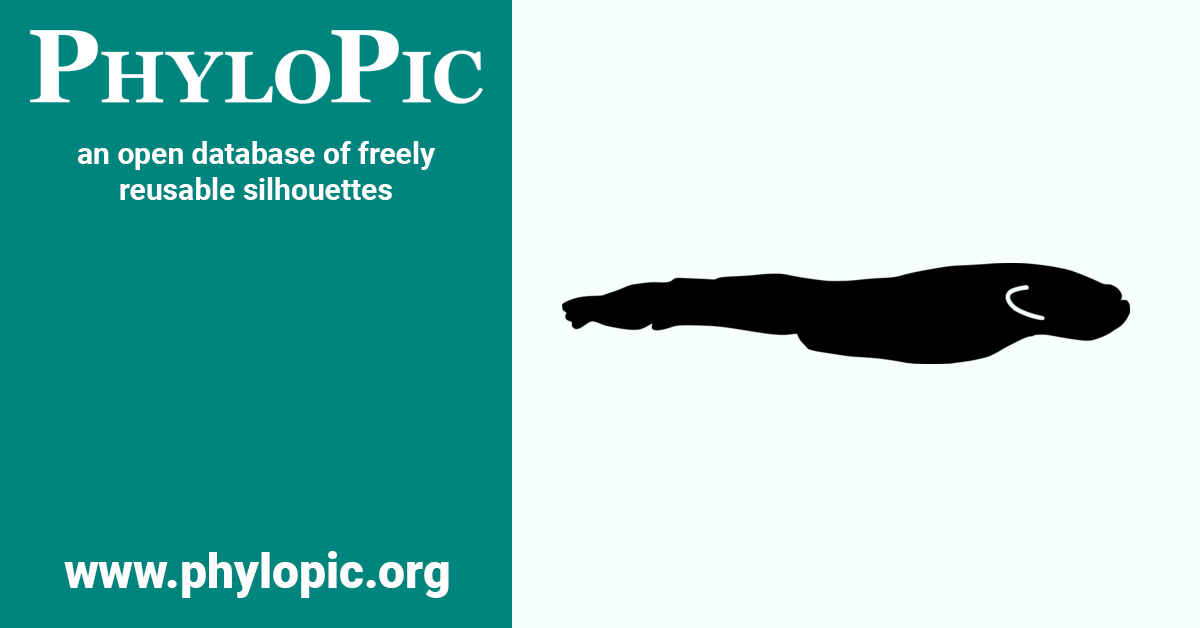 Cryptacanthodes giganteus by Tessa Rehill (CC0 1.0) - PhyloPic