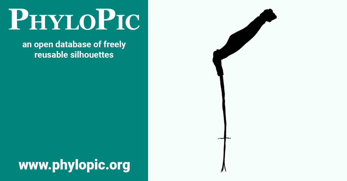 Rotaria neptunia by Diego Fontaneto, Elisabeth A. Herniou, Chiara ...