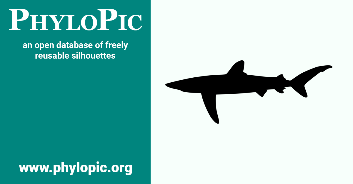 Prionace glauca by Fidji Berio (CC0 1.0) - PhyloPic