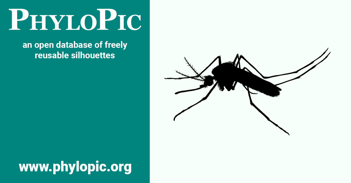 Culex - PhyloPic